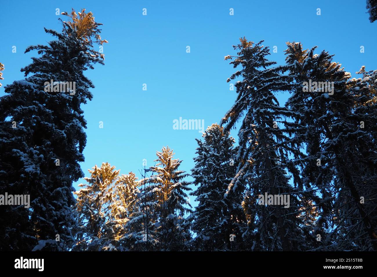 Spruce Picea is a coniferous evergreen tree of the Pine family Pinaceae ...