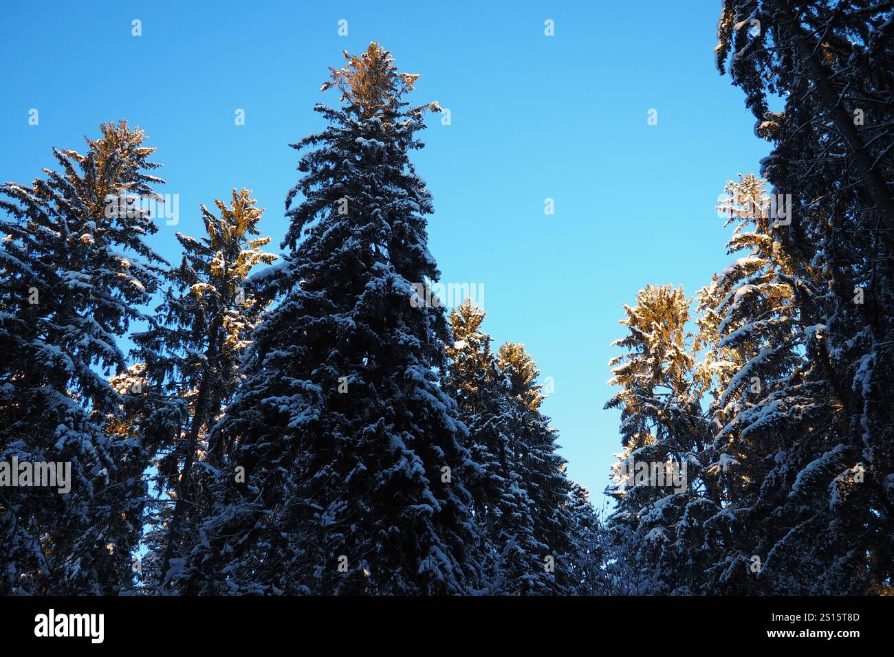 Spruce Picea is a coniferous evergreen tree of the Pine family Pinaceae ...