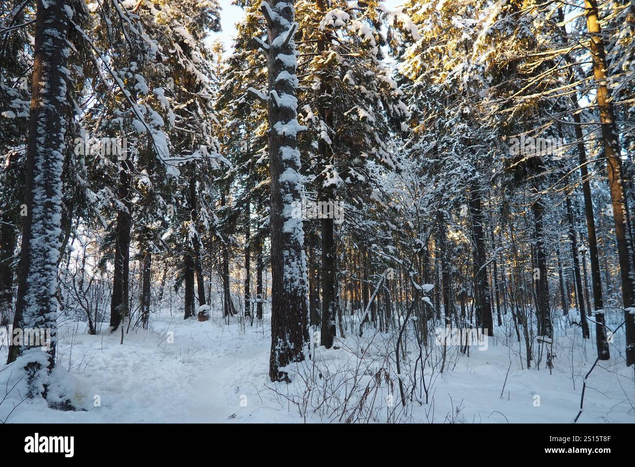 Spruce Picea is a coniferous evergreen tree of the Pine family Pinaceae ...