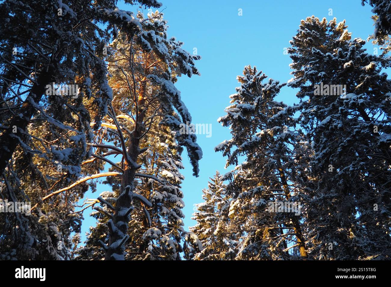 Spruce Picea is a coniferous evergreen tree of the Pine family Pinaceae ...