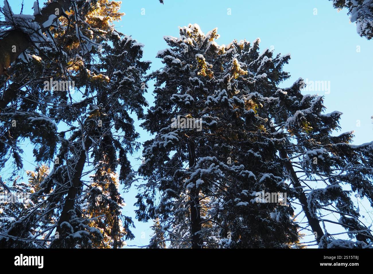 Spruce Picea is a coniferous evergreen tree of the Pine family Pinaceae ...