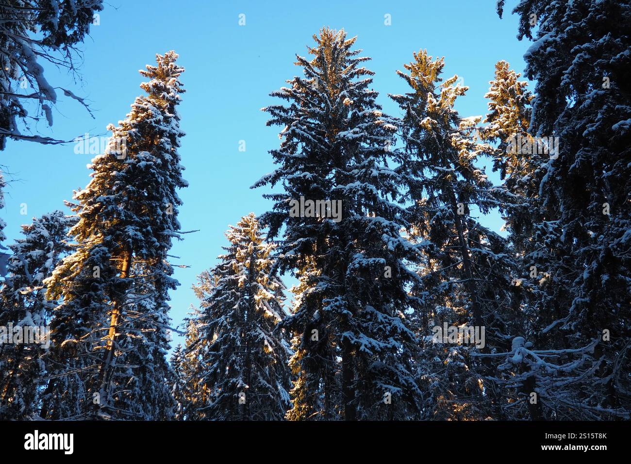 Spruce Picea is a coniferous evergreen tree of the Pine family Pinaceae ...