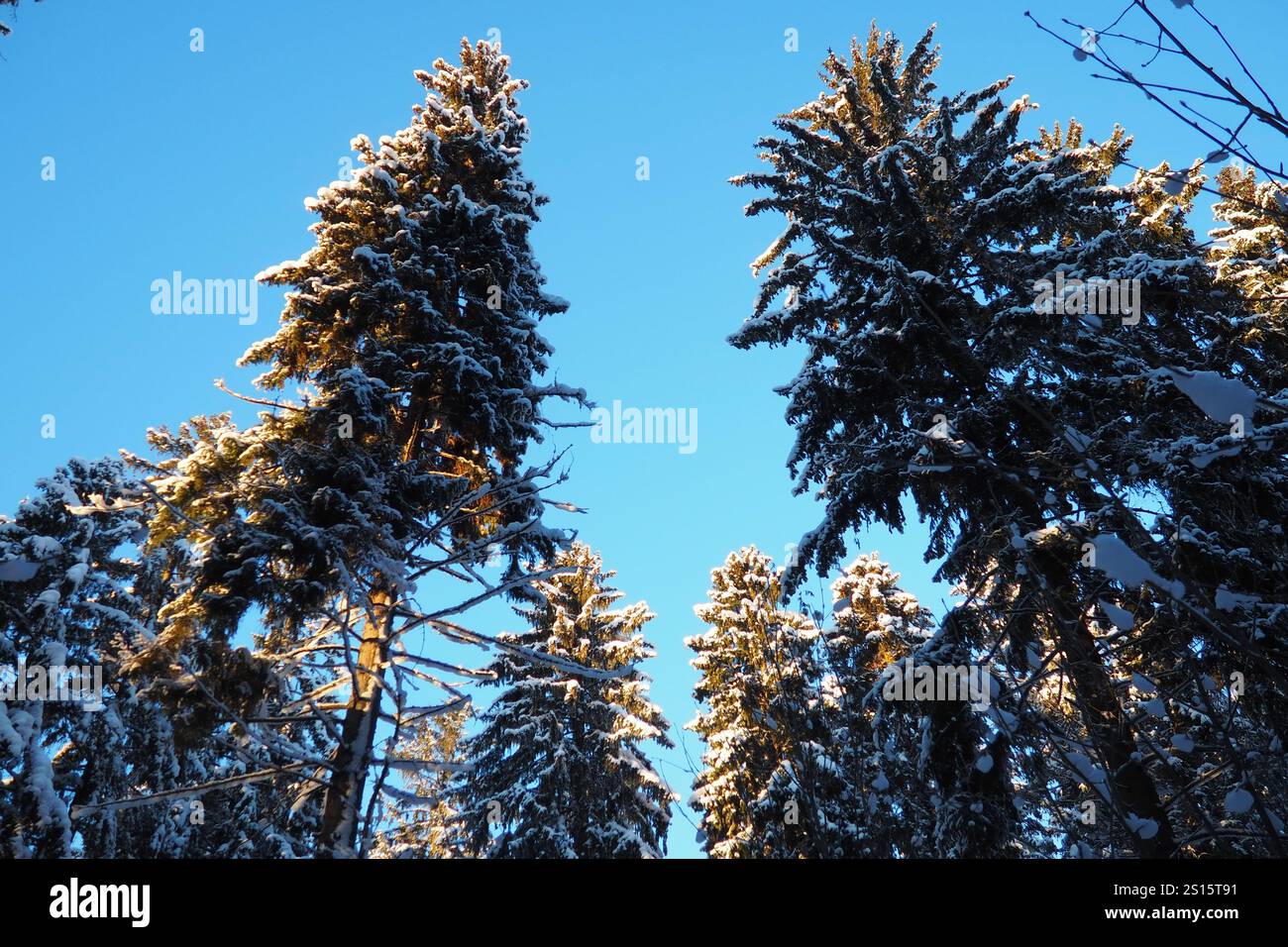 Spruce Picea is a coniferous evergreen tree of the Pine family Pinaceae ...
