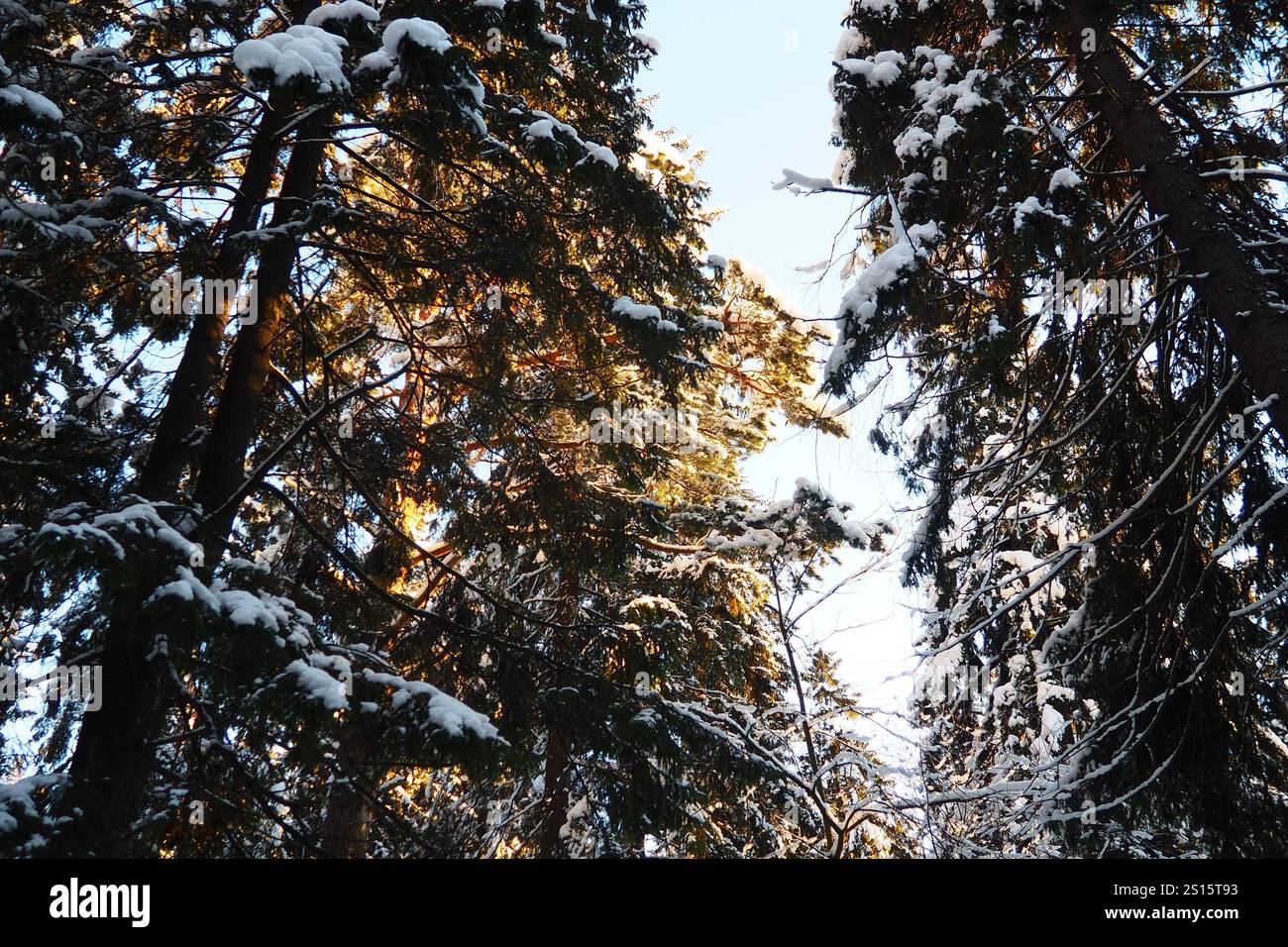 Spruce Picea is a coniferous evergreen tree of the Pine family Pinaceae ...