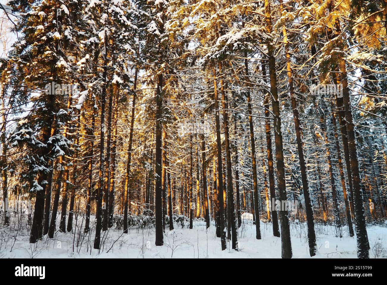 Spruce Picea is a coniferous evergreen tree of the Pine family Pinaceae ...