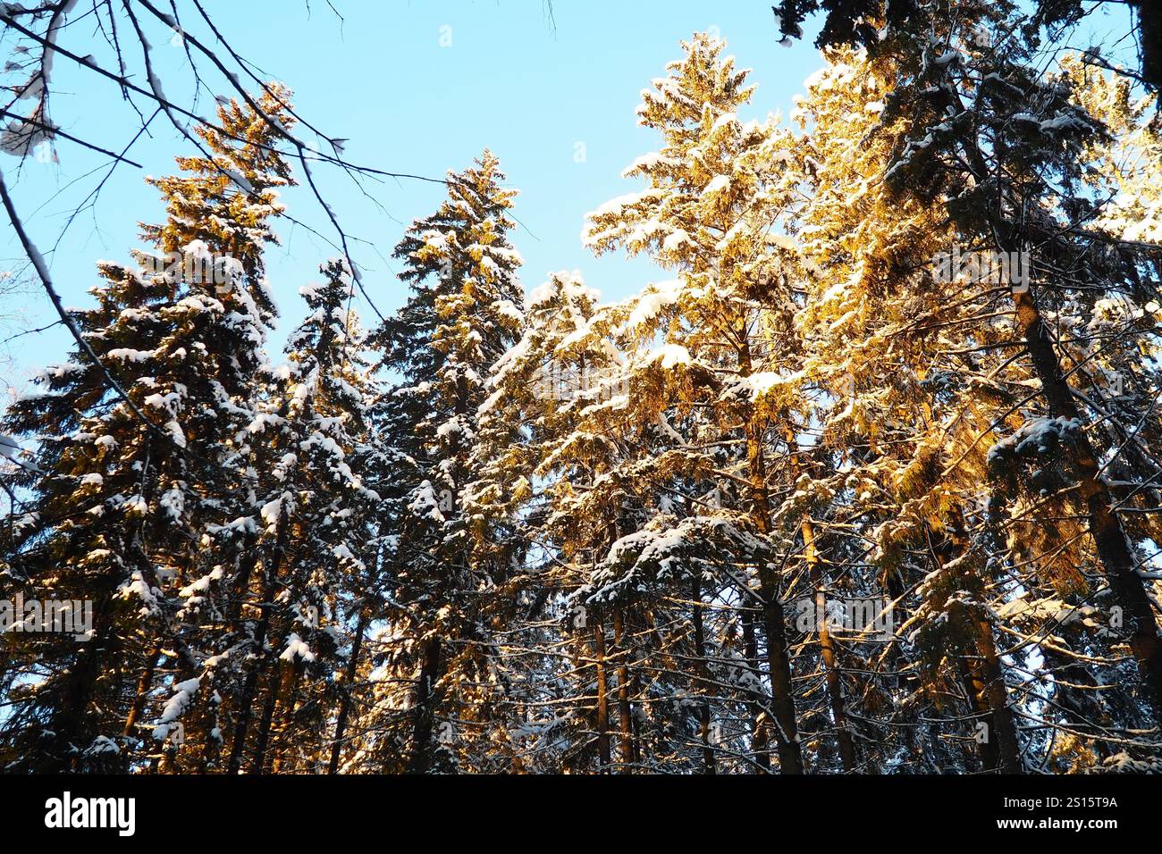 Spruce Picea is a coniferous evergreen tree of the Pine family Pinaceae ...