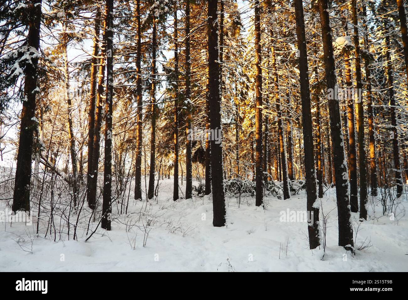 Spruce Picea is a coniferous evergreen tree of the Pine family Pinaceae ...