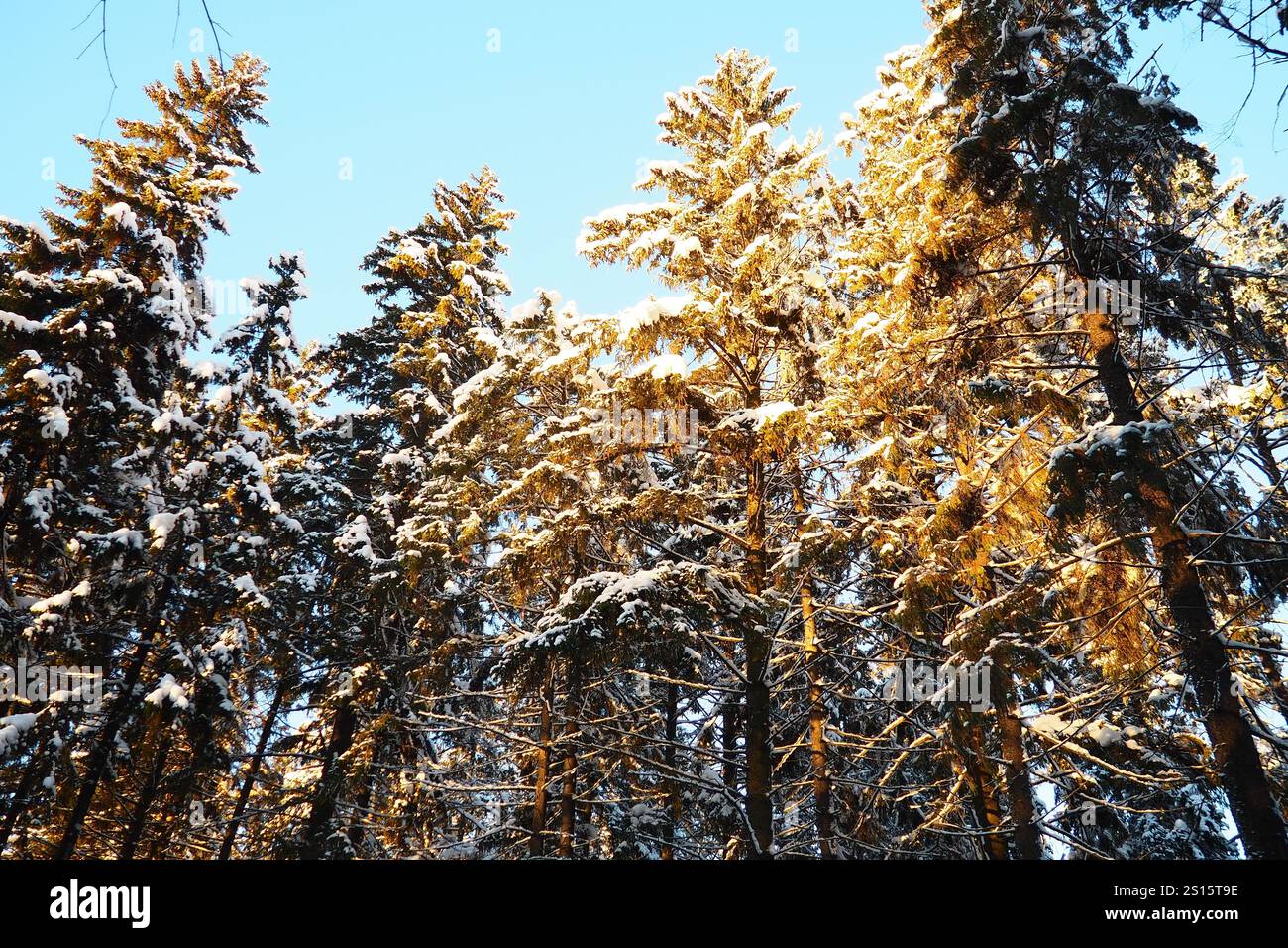 Spruce Picea is a coniferous evergreen tree of the Pine family Pinaceae ...