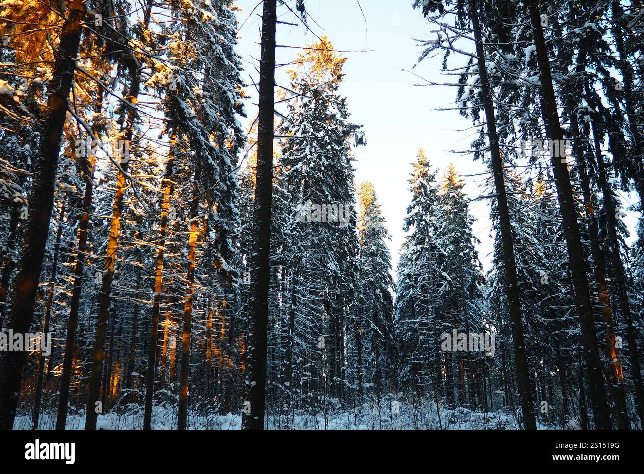 Spruce Picea is a coniferous evergreen tree of the Pine family Pinaceae ...
