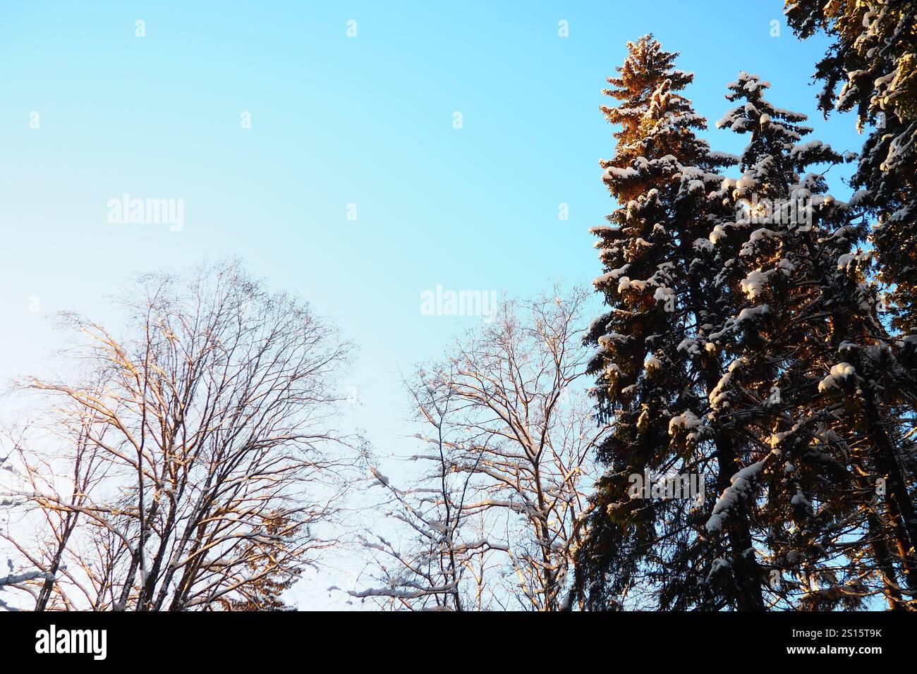 Spruce Picea is a coniferous evergreen tree of the Pine family Pinaceae ...
