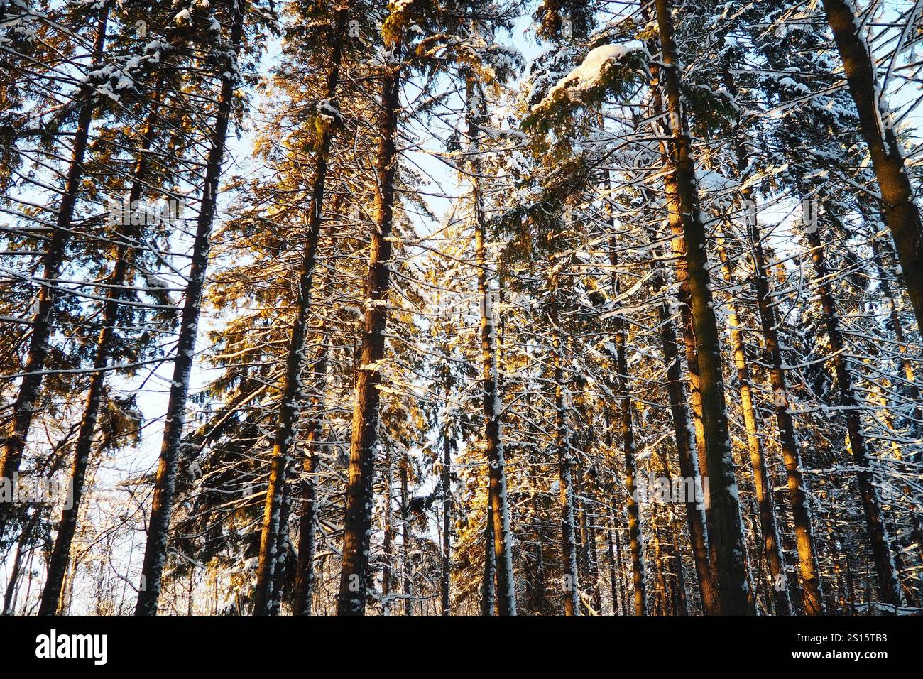 Spruce Picea is a coniferous evergreen tree of the Pine family Pinaceae ...