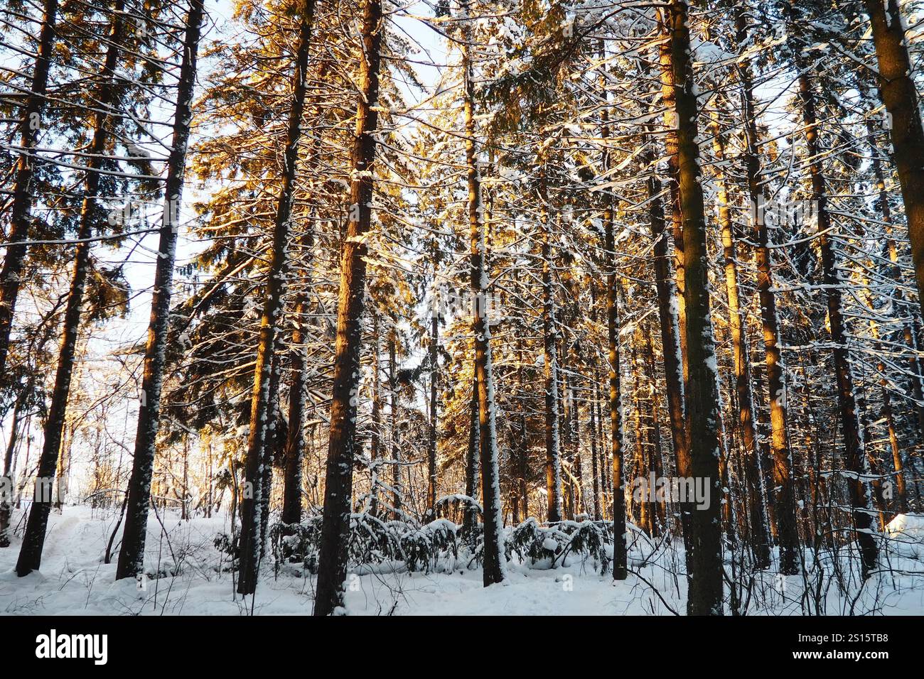 Spruce Picea is a coniferous evergreen tree of the Pine family Pinaceae ...