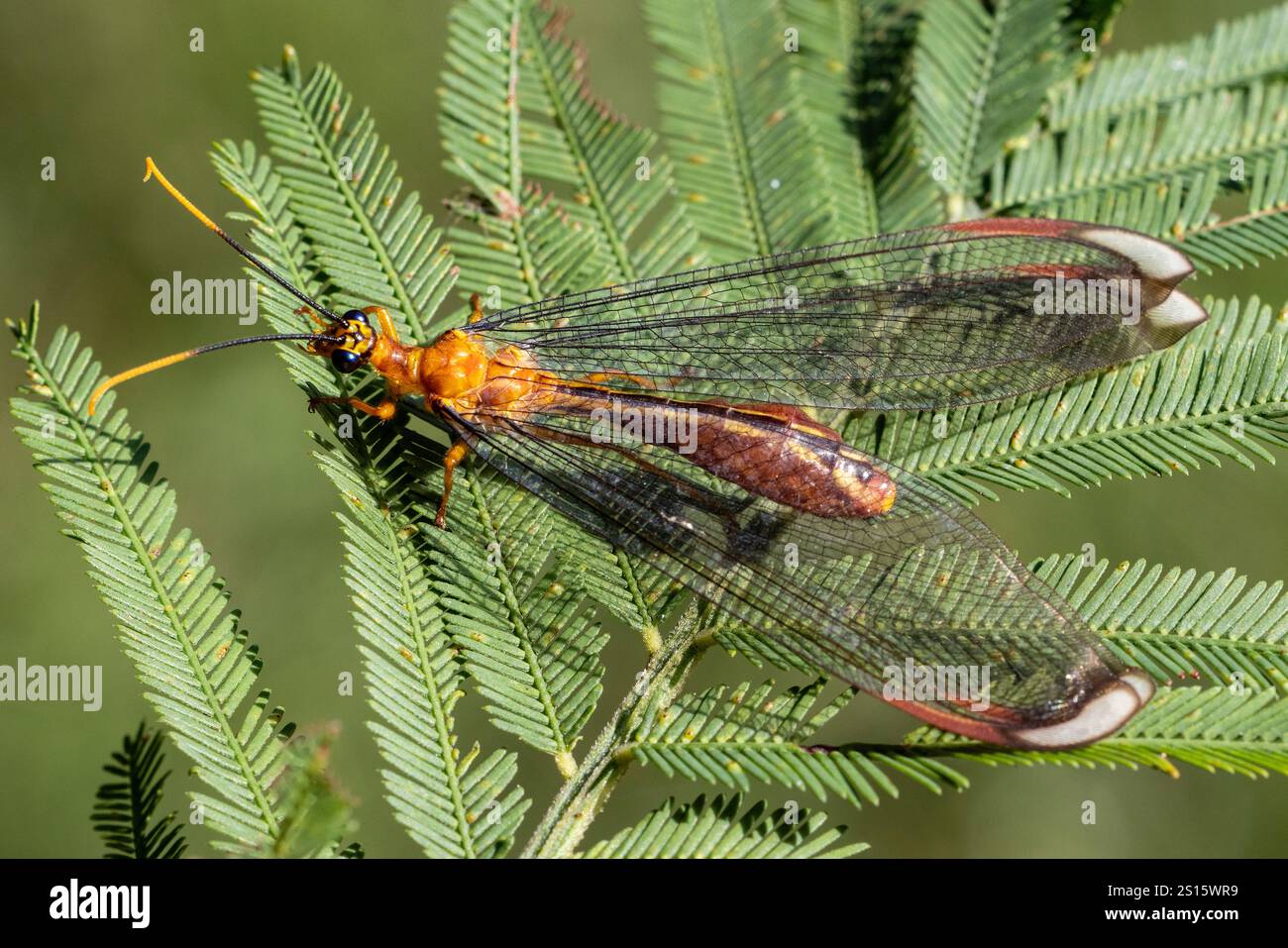 Australian Blue-eyes Lacewing resting on Wattle Tree leaf Stock Photo ...