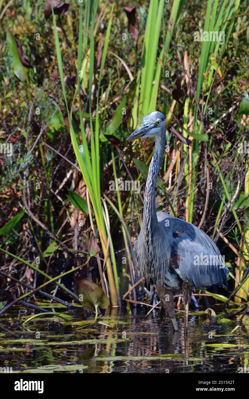 Great blue heron wading in shallow water. Ardea herodias at Cherry ...