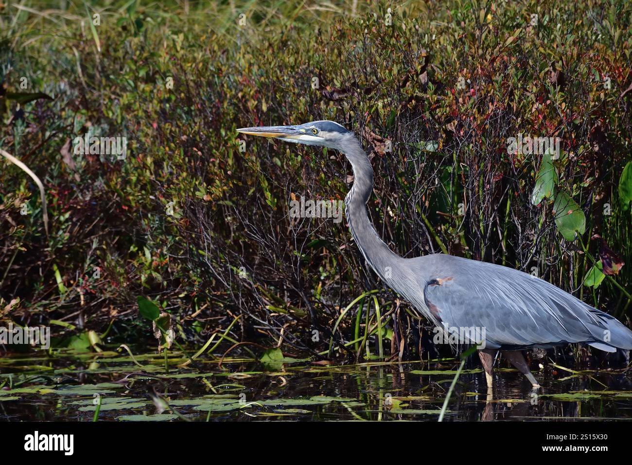 Great blue heron wading in shallow water. Ardea herodias at Cherry ...