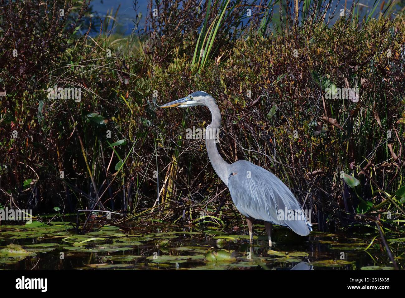 Great blue heron wading in shallow water. Ardea herodias at Cherry ...