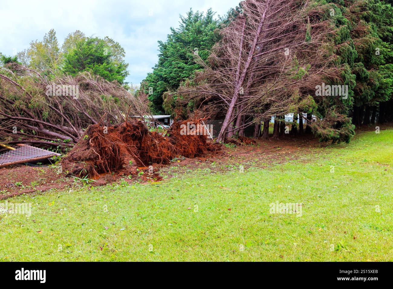 Dramatic aftermath storm shows uprooted trees lying on ground is ...