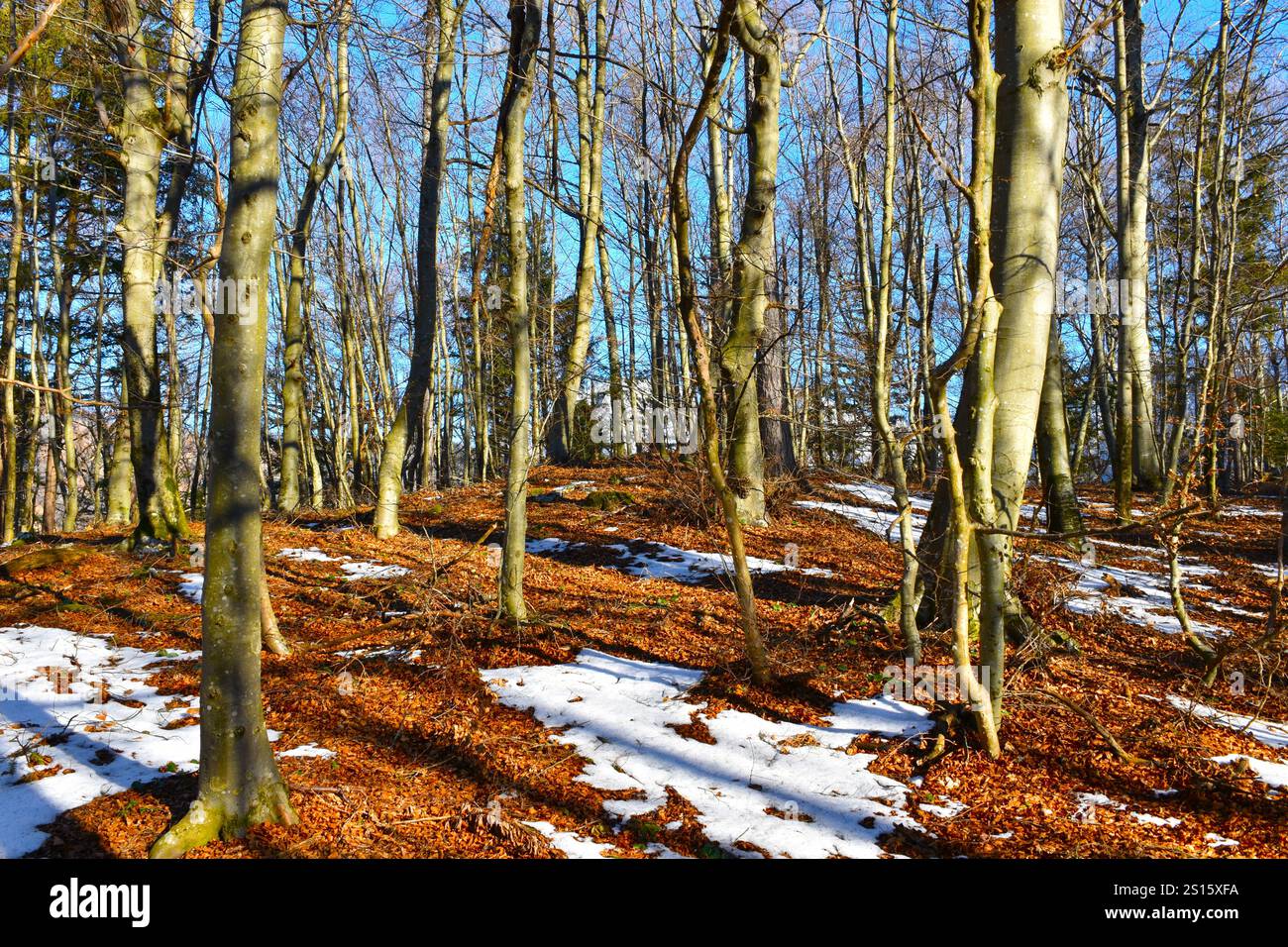 Winter beech (Fagus sylvatica) forest with patches of snow Stock Photo ...