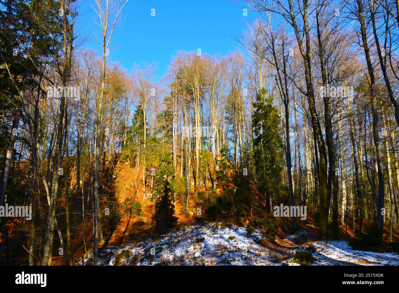 Mixed broadleaf and coniferous temperate, deciduous forest in winter ...