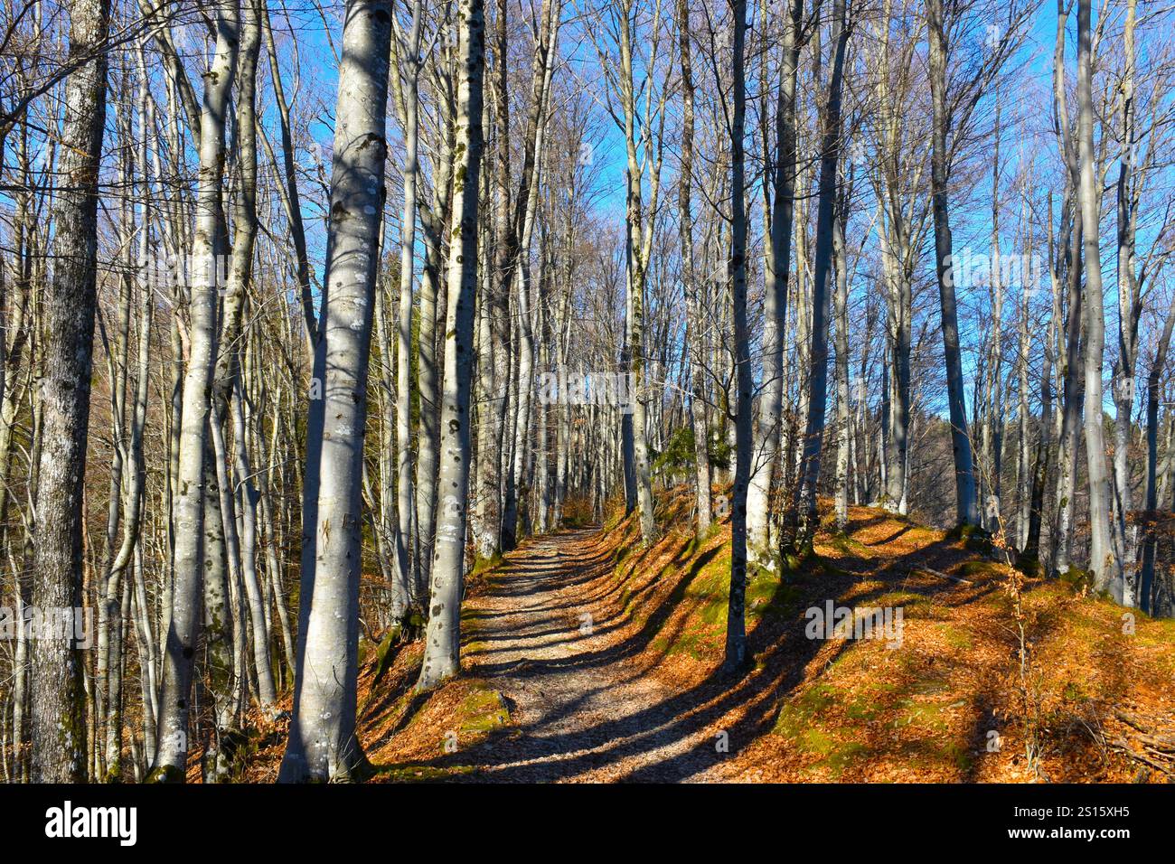 Trail leading through a temperate, deciduous, leafless beech forest ...