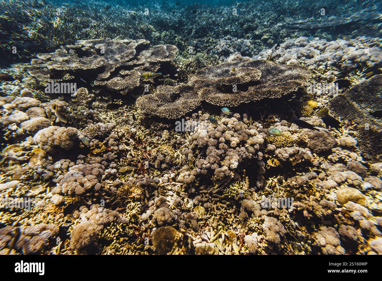 Unveil the Hidden Gems of Komodo's Unspoiled Beaches Stock Photo - Alamy