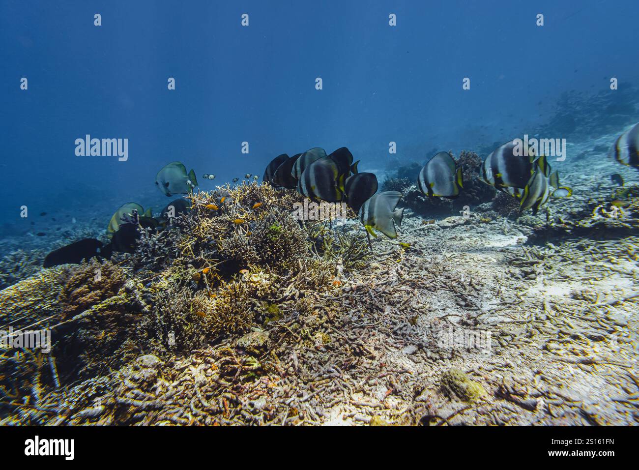 Dive into the Vibrant Underwater World of Komodo's Coral Reefs Stock ...