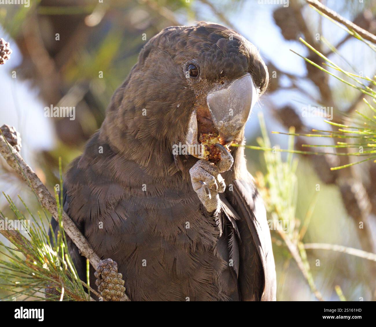 Endangered Adult Male Glossy Black Cockatoo (Calyptorhynchus lathami ...