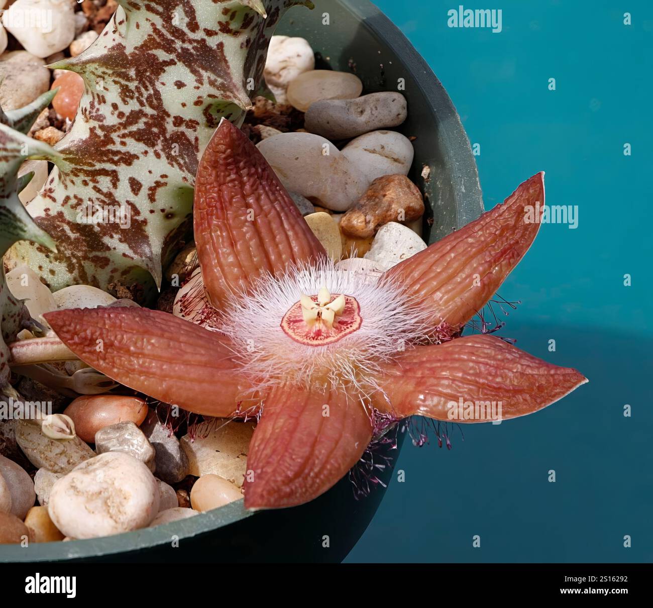 Duvalia sulcata Stapeliads blooming Stock Photo - Alamy