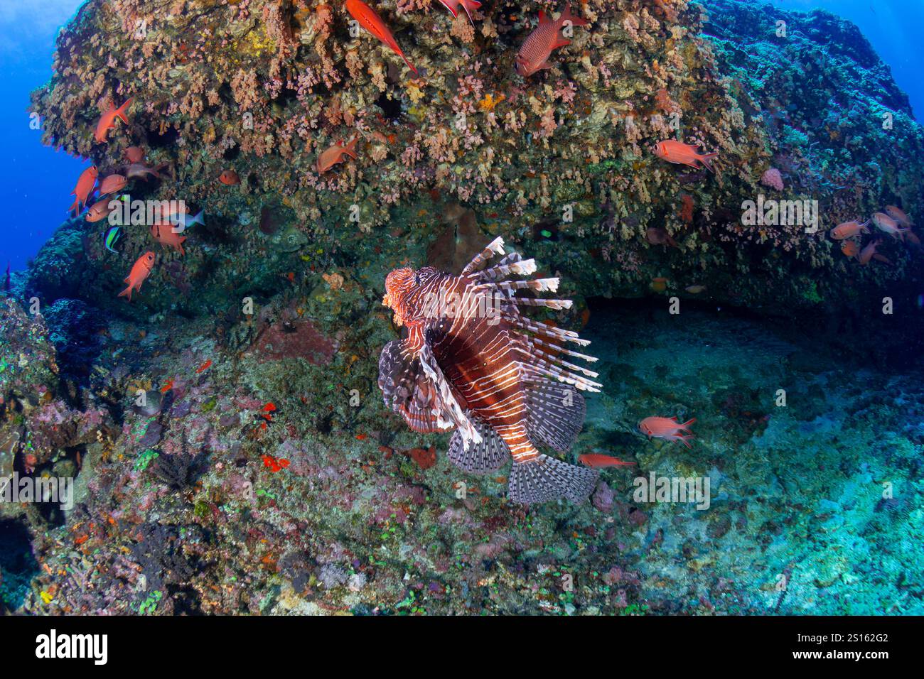 Colorful Lionfish (Pterois sp.) on a tropical coral reef Stock Photo ...