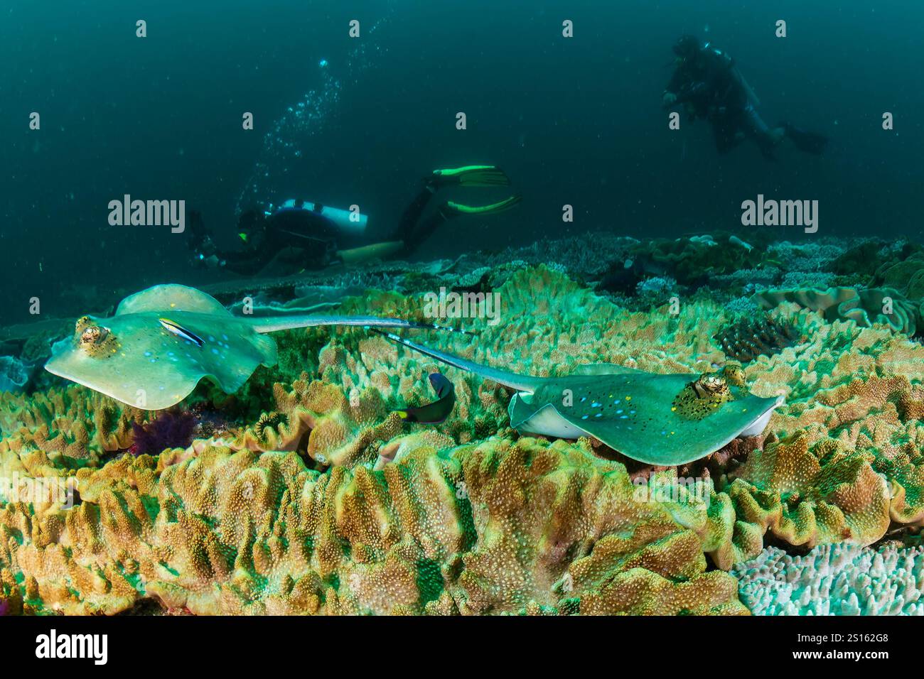Underwater photographers near blue spotted Stingrays on a dark, murky ...