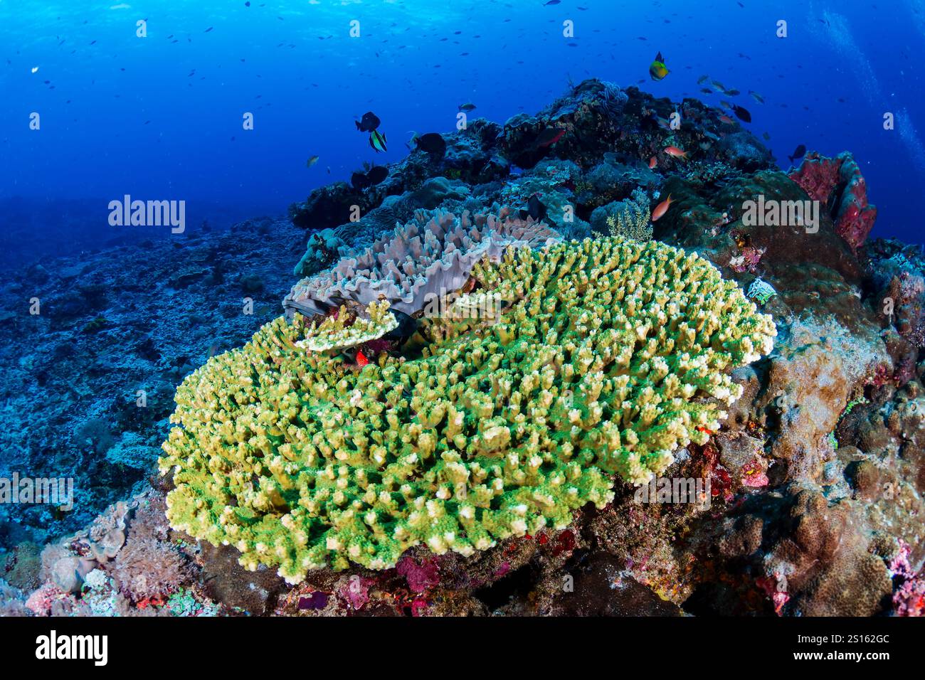 Colorful coral pinnacles and dark blue water on a healthy Indonesian ...