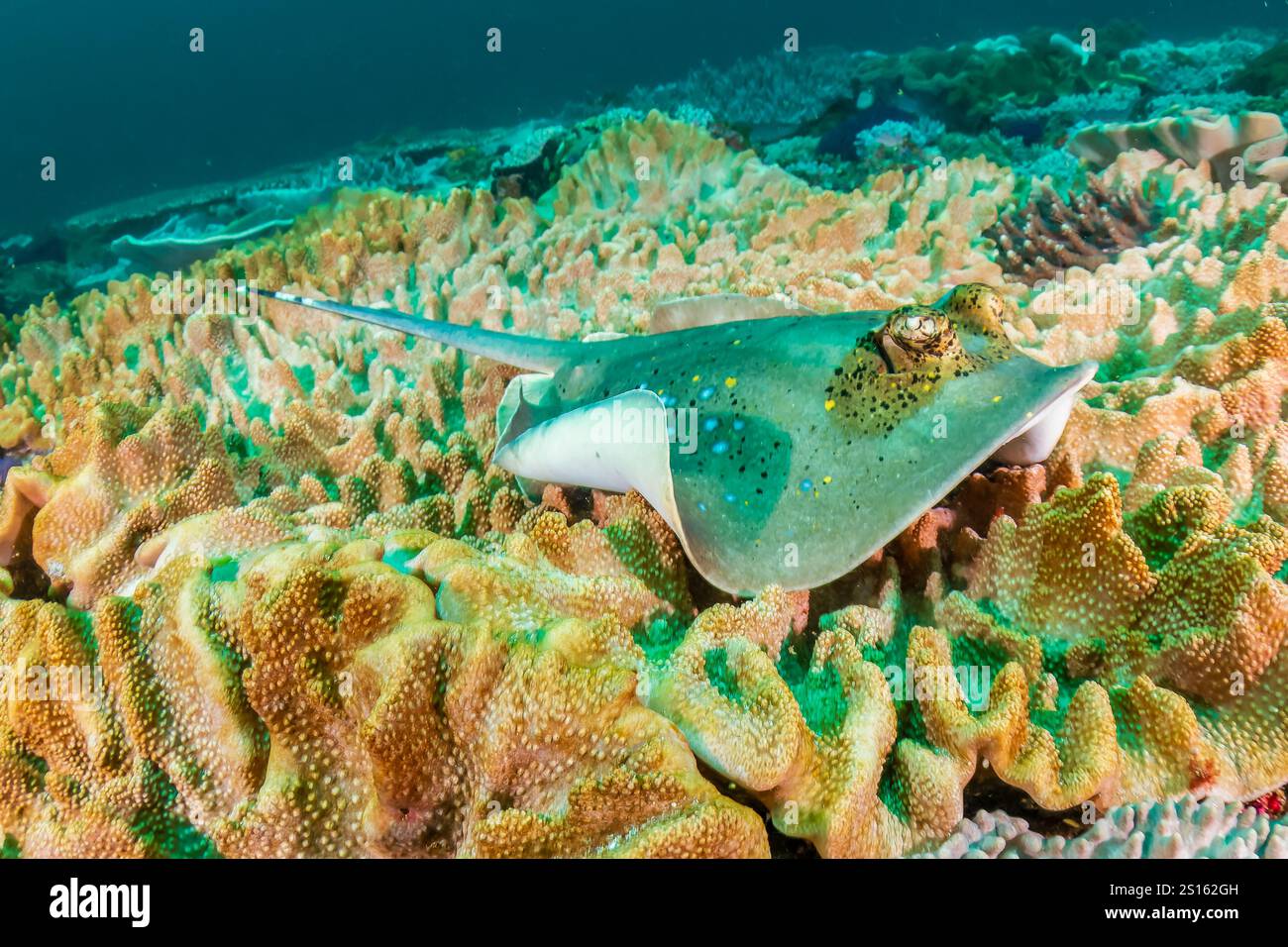 Kuhl's Stingray on a dark, murky coral reef at Nusa Penida, Bali Stock ...