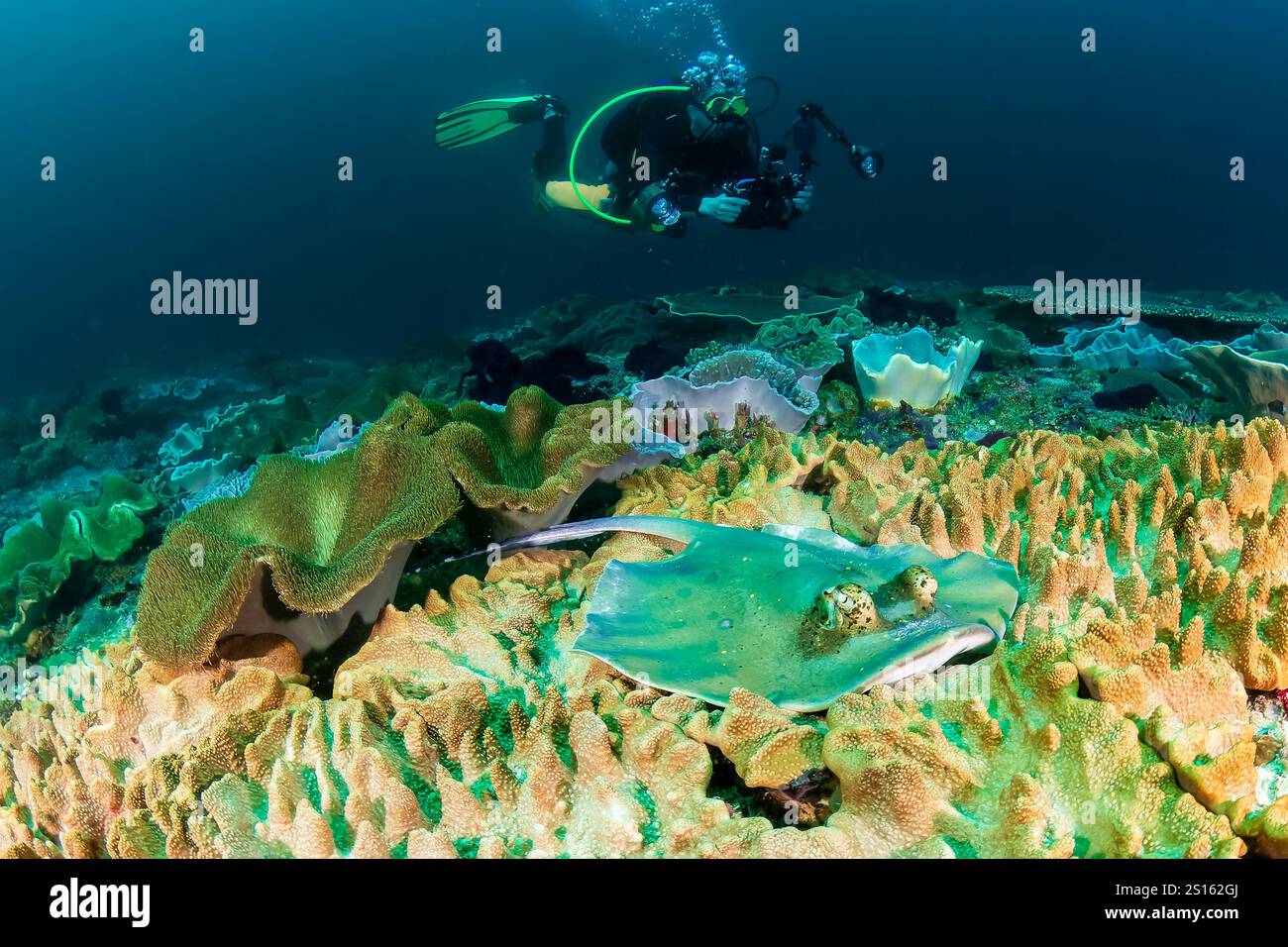 Underwater photographers near blue spotted Stingrays on a dark, murky ...