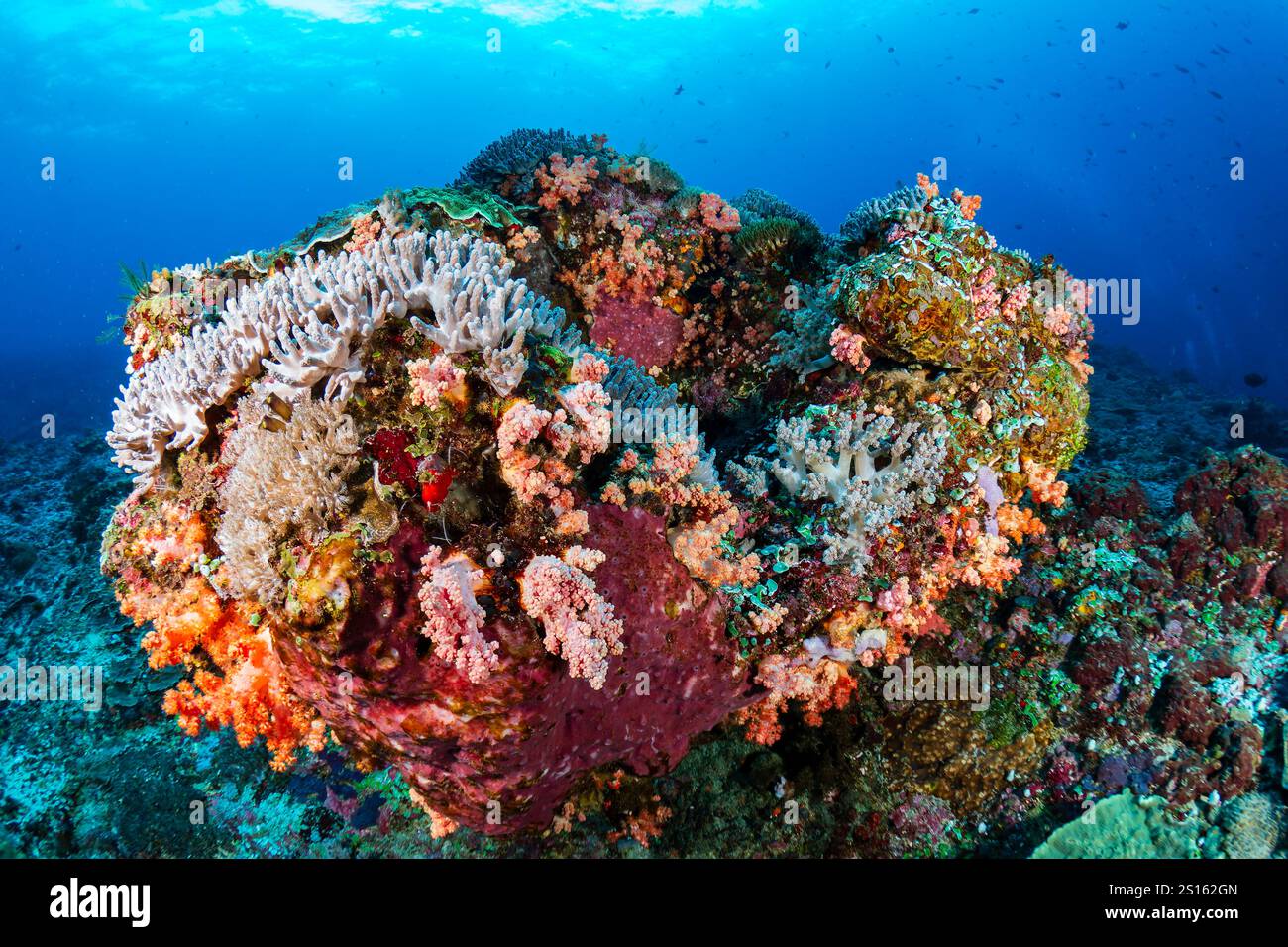 Colorful coral pinnacles and dark blue water on a healthy Indonesian ...