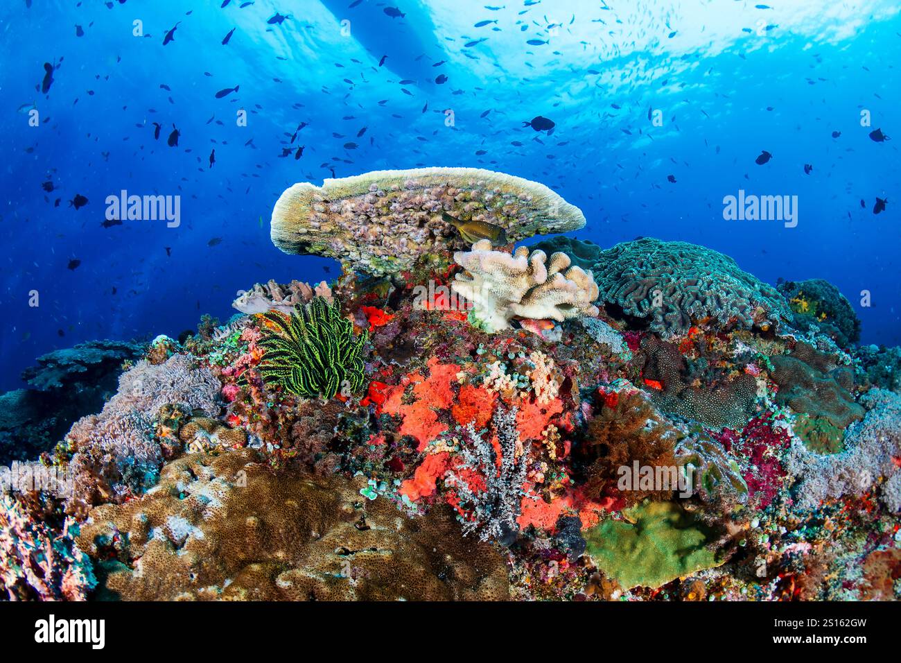 Crinoids, hard and soft corals on a healthy, thriving reef in indonesia ...