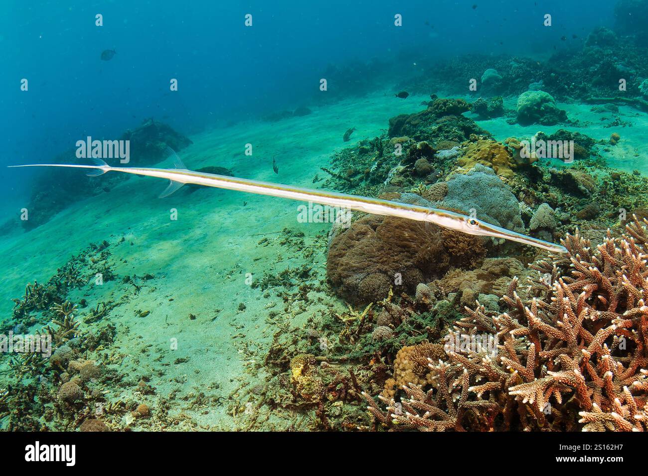 Cornetfish on a tropical coral reef Stock Photo - Alamy