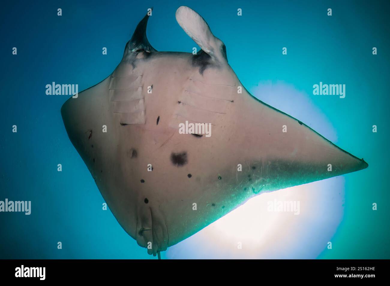 Underside of a large Reef Manta Ray (M. alfredi) with the sun behind in ...