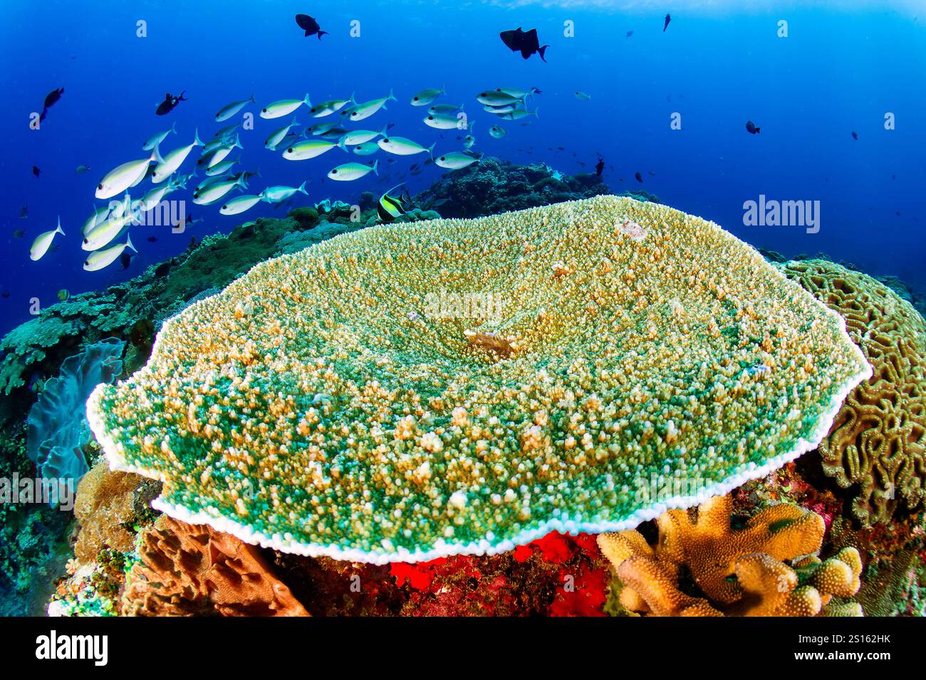 Table corals on reef hi-res stock photography and images - Alamy