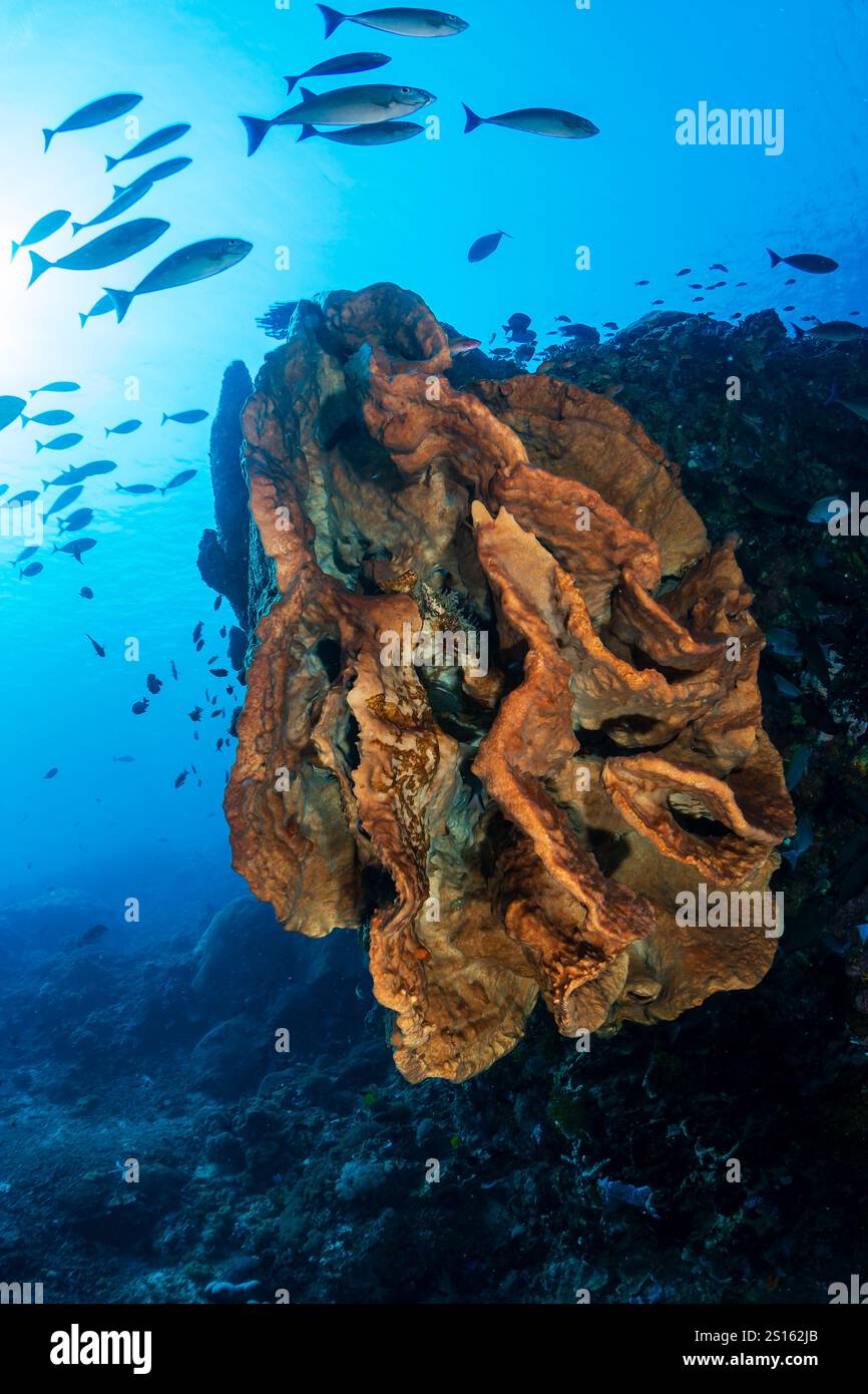 Giant sponges on a deep, healthy tropical coral reef Stock Photo - Alamy
