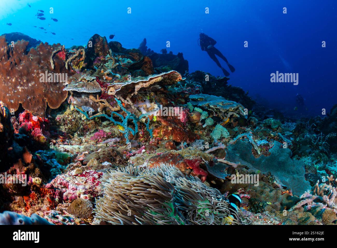 SCUBA diver behind a collection of hard and soft corals on a tropical ...