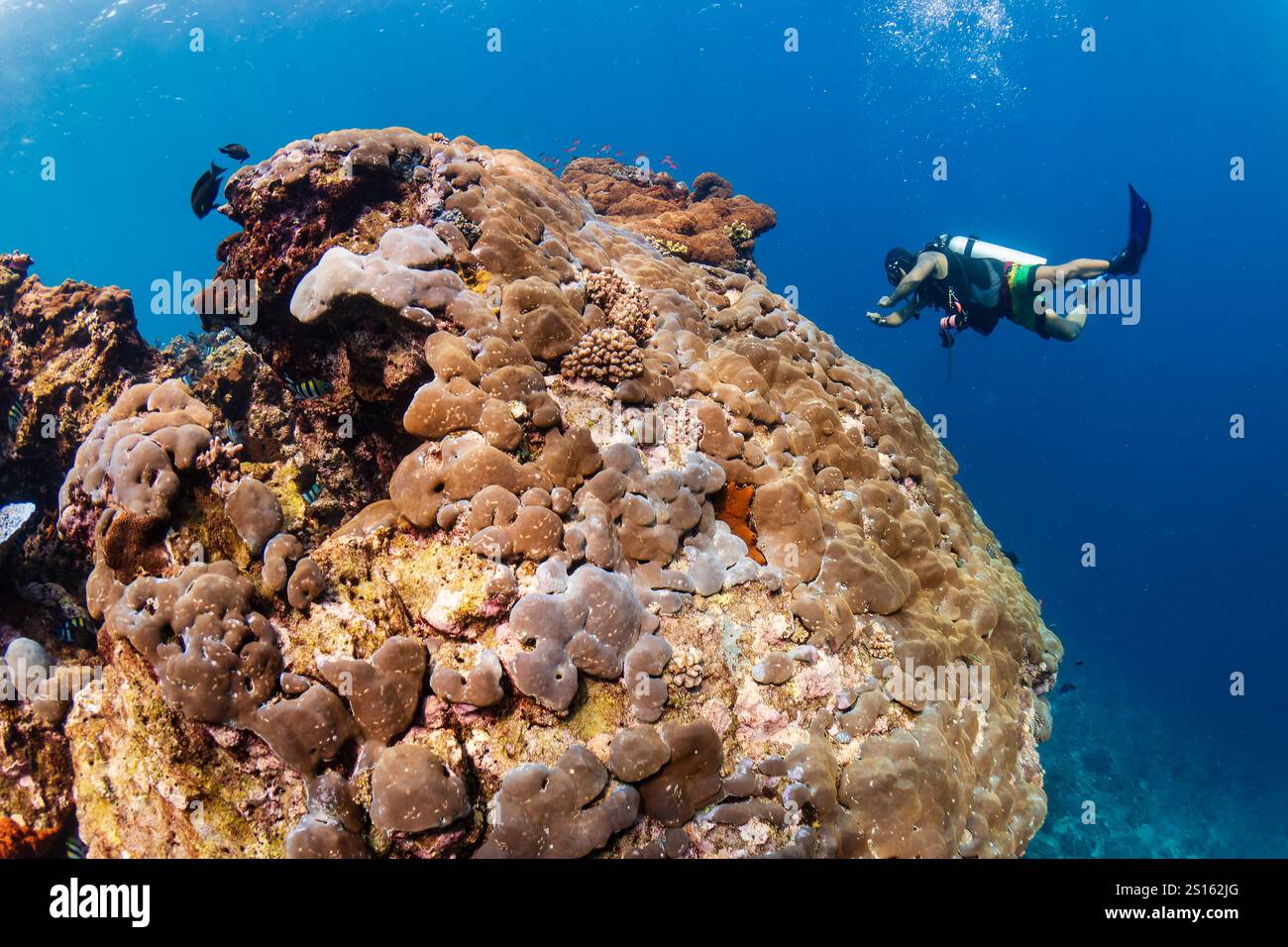 SCUBA diver next to a colorful coral pinnacle in shallow water (Nusa ...