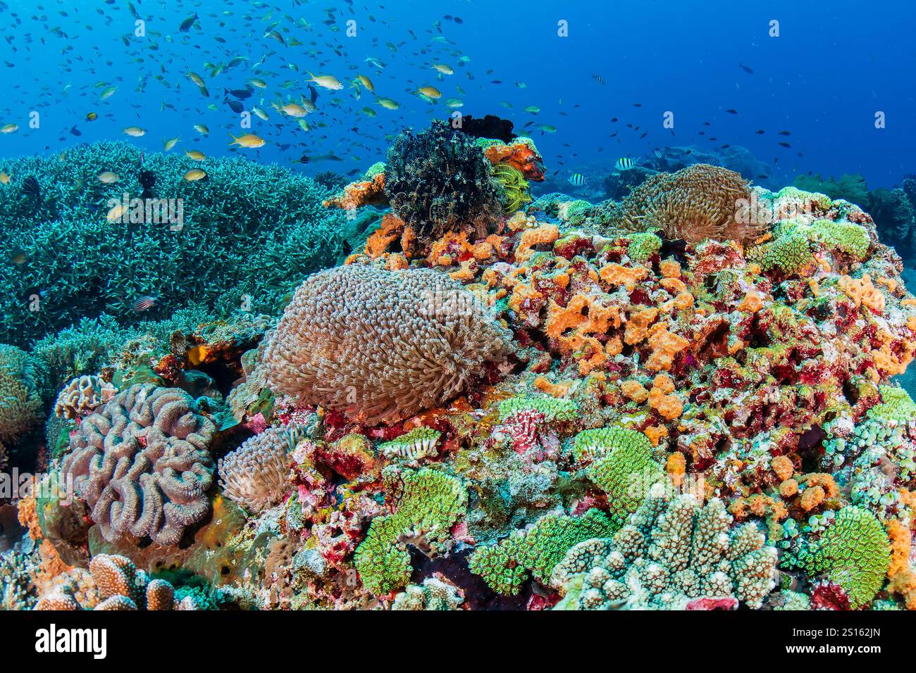 Colorful soft and hard corals in a clear blue water on a healthy ...