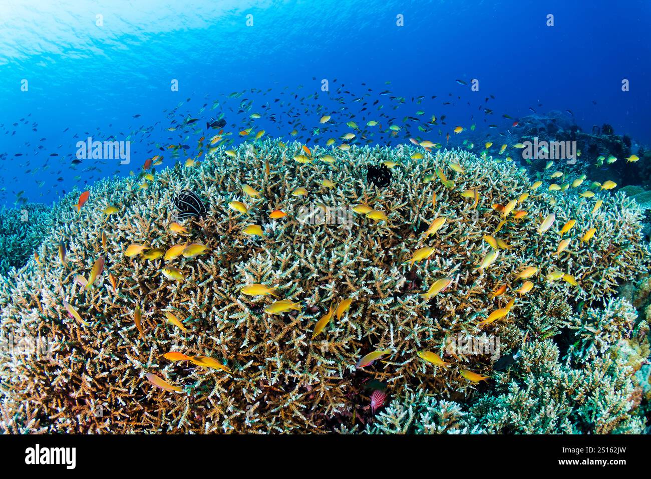 Damselfish and other marine life near the protection of a hard coral on ...