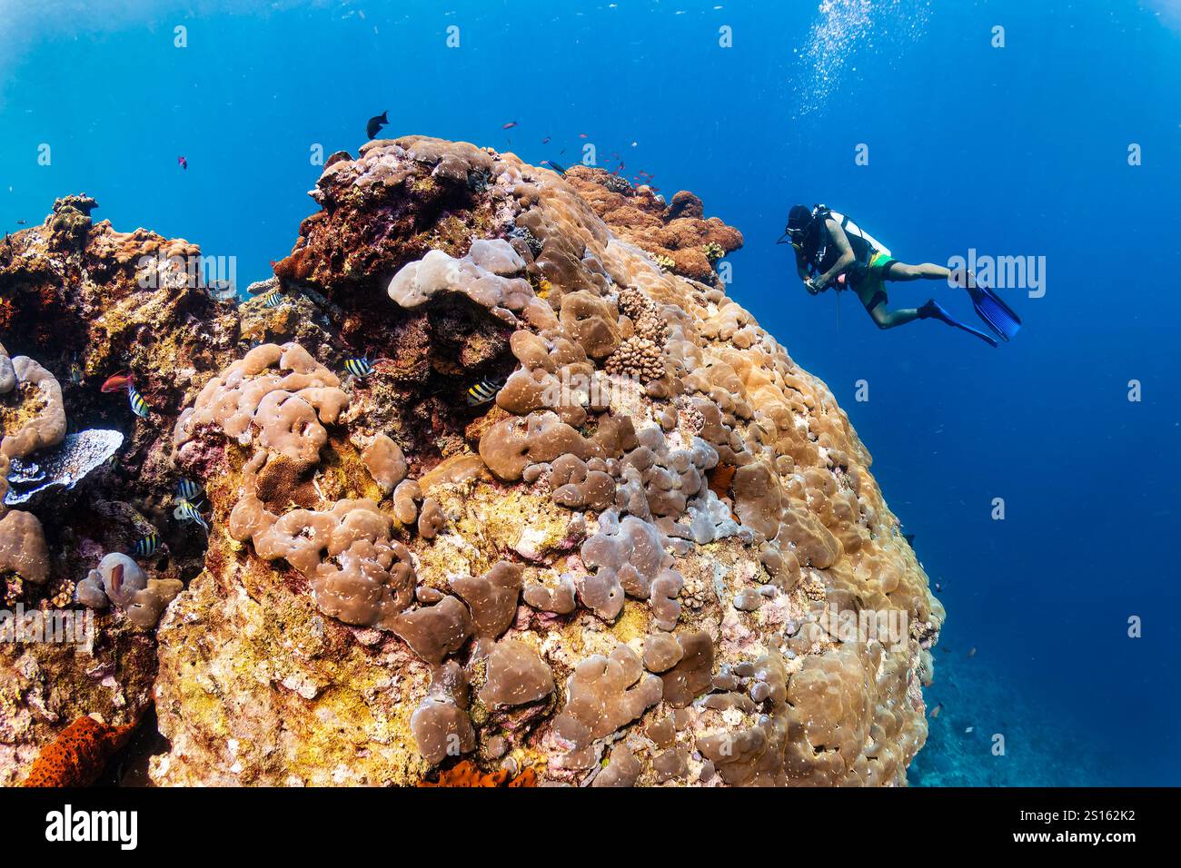 SCUBA diver next to a colorful coral pinnacle in shallow water (Nusa ...