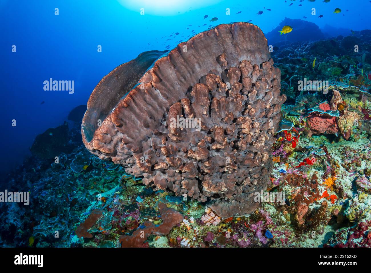 Giant sponges on a deep, healthy tropical coral reef Stock Photo - Alamy