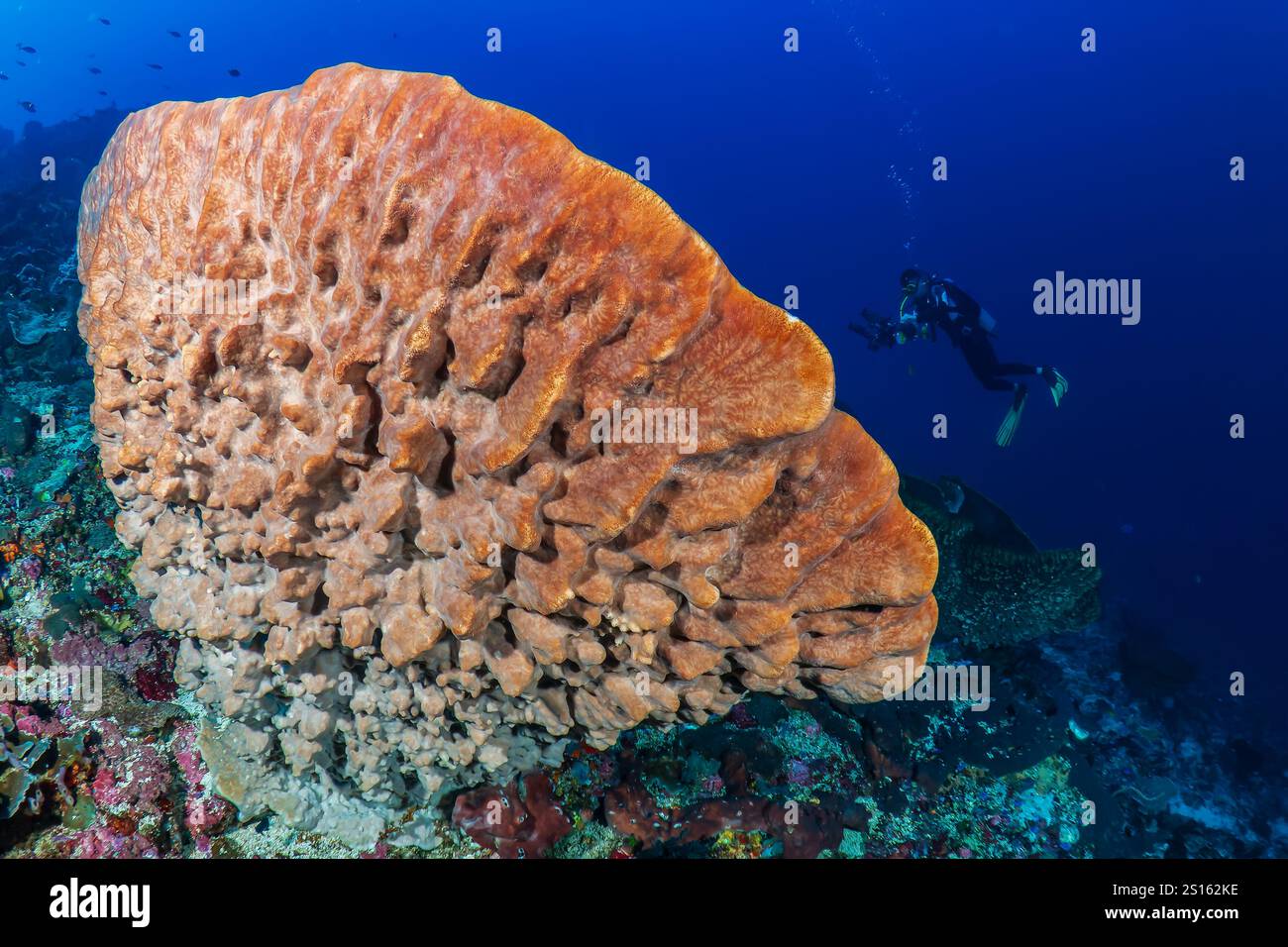 SCUBA diver next to a huge barrel sponge on a coral reef Stock Photo ...