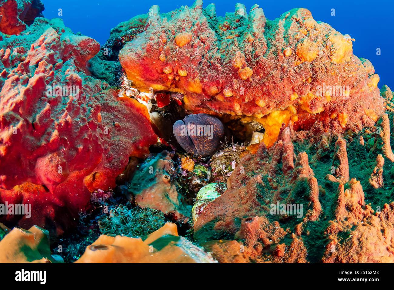 Moray Eel hiding behind a sponge and hard corals on a tropical reef ...