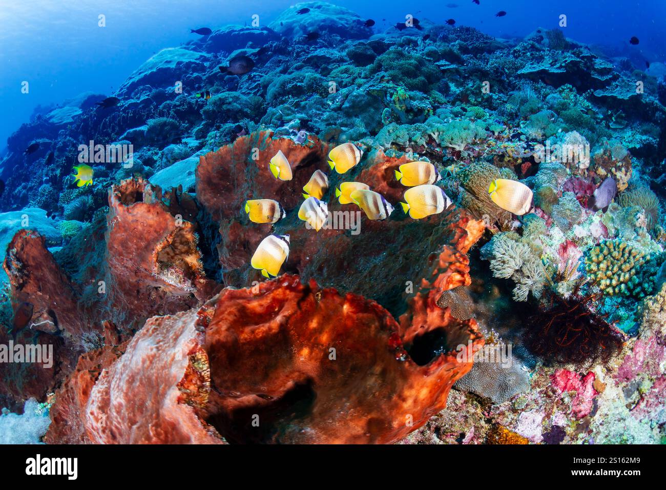 Tropical fish around large underwater sponges on a coral reef Stock ...