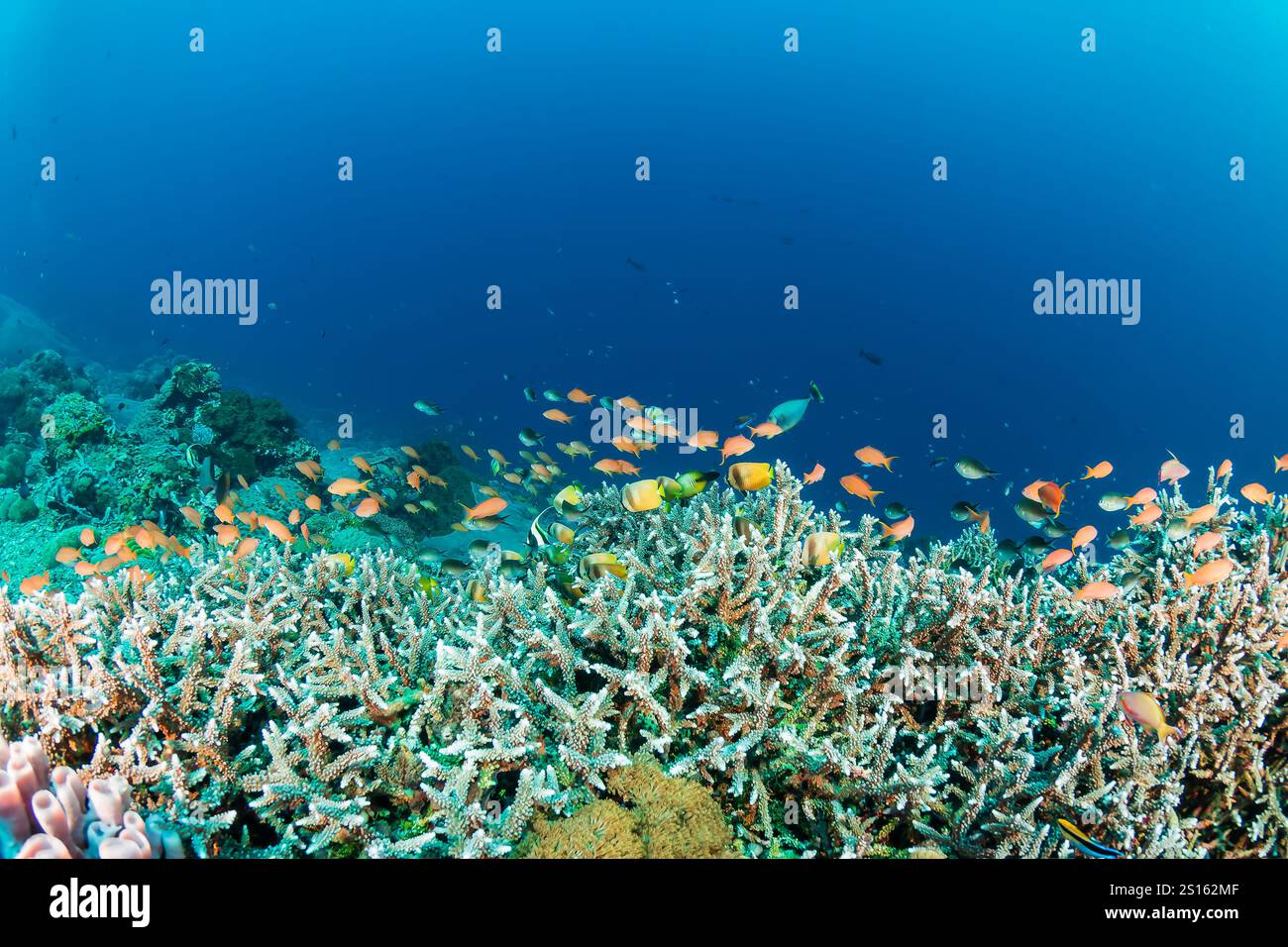 Damselfish and other marine life near the protection of a hard coral on ...