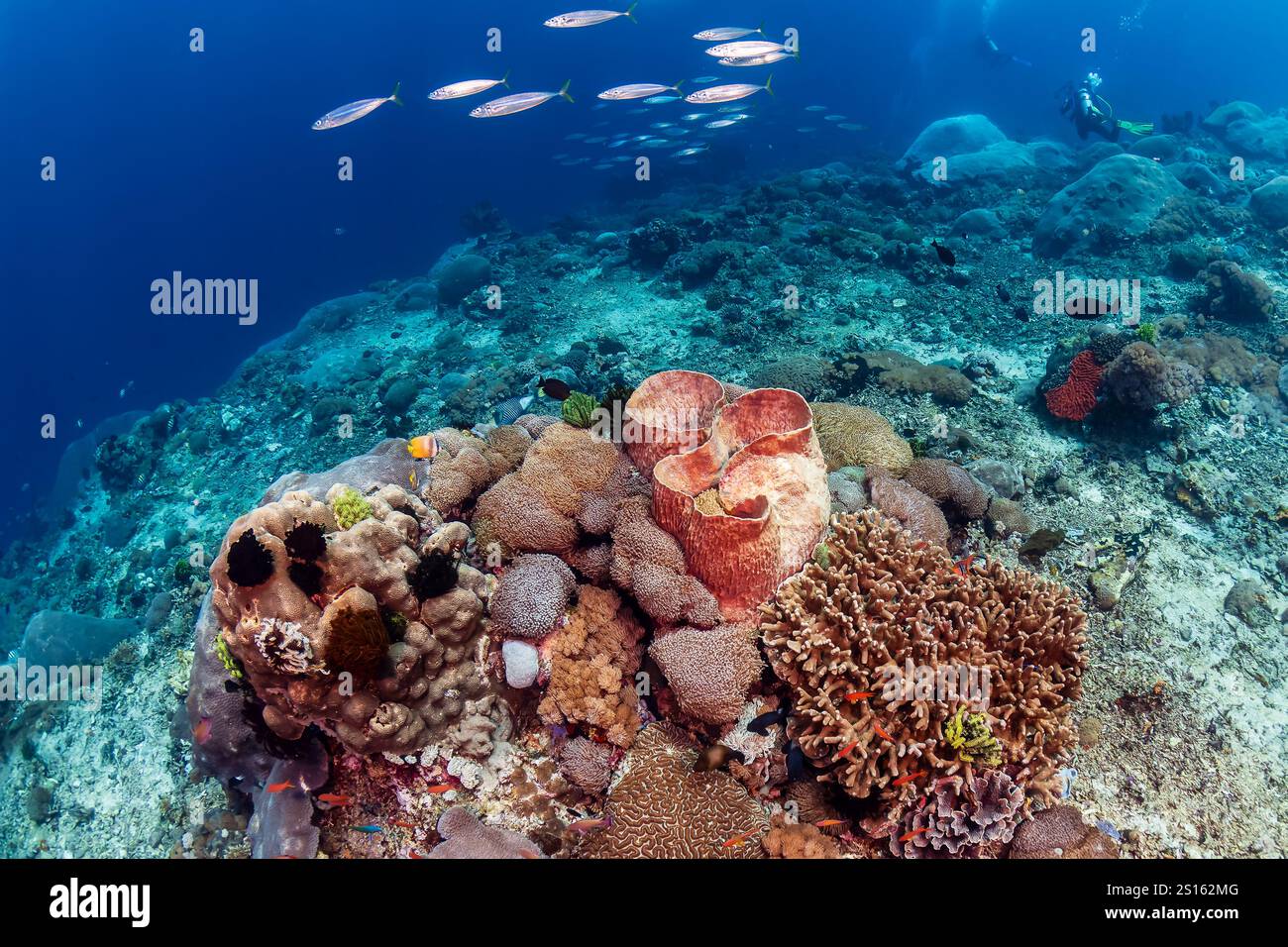 Tropical fish around large underwater sponges on a coral reef Stock ...